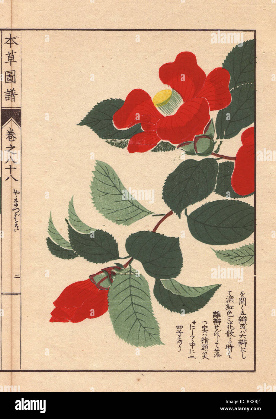 Scarlet Japanese camellias "Yama tsubaki" Thea japonica Nois. forma ...