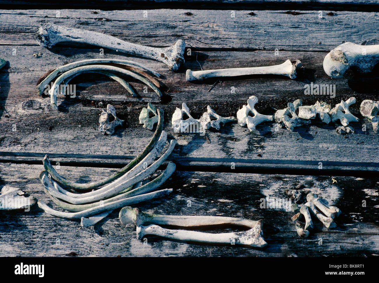 Ancient artifacts; human bones, teeth & buttons, discovered by an ...