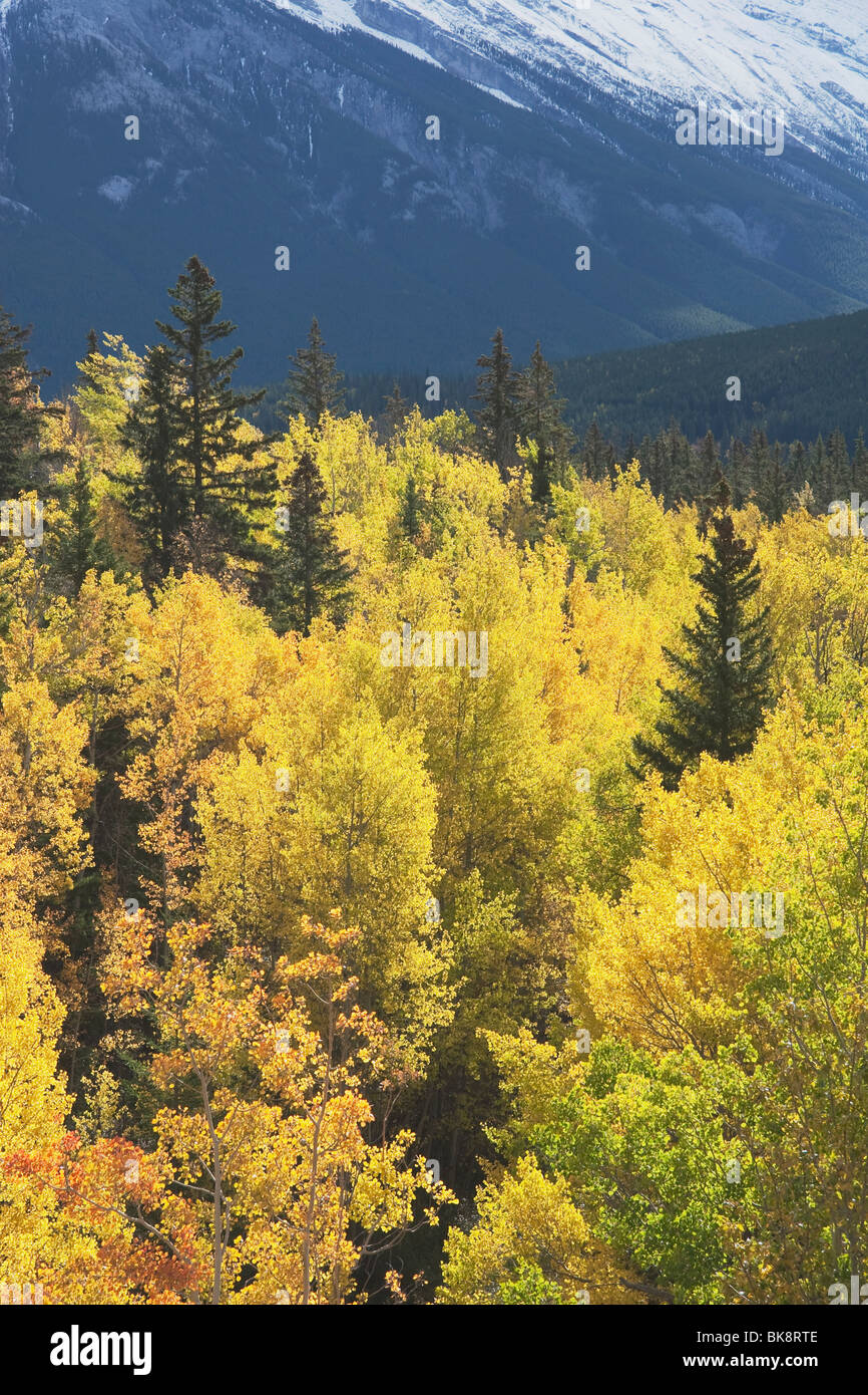 Fall foliage banff hi-res stock photography and images - Alamy