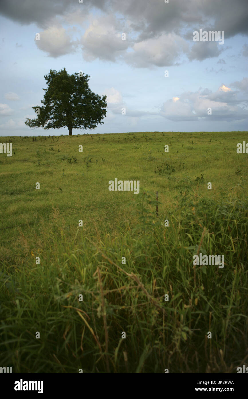 USA, West Texas, field with tree at dusk Stock Photo - Alamy