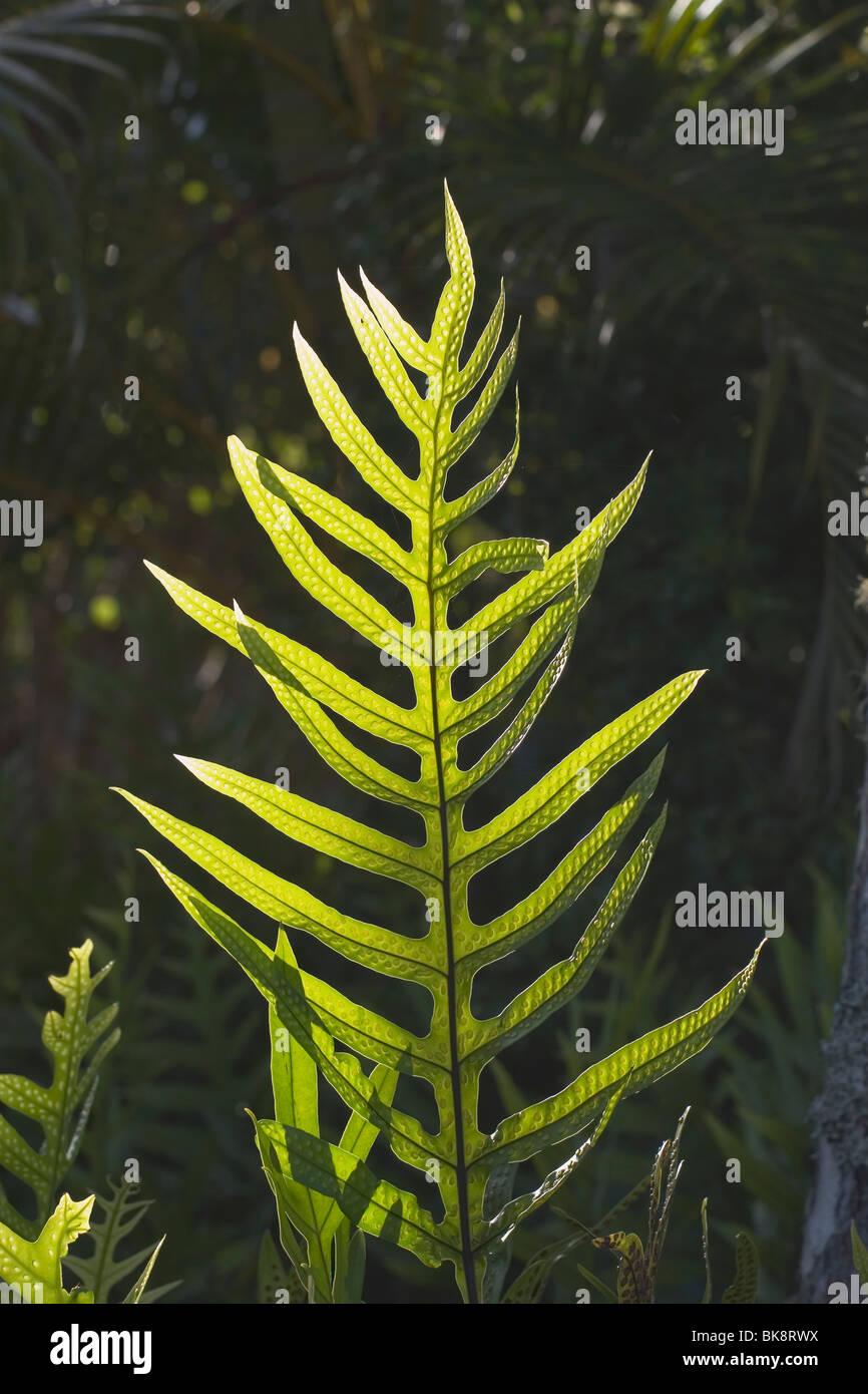 Fern kauai plant hi-res stock photography and images - Alamy