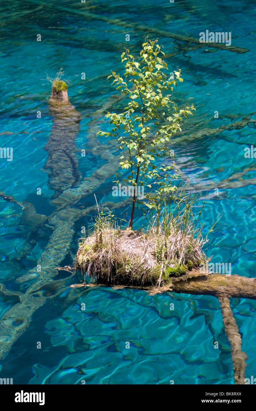 A tree grows on an island of vegetation that forms on floating tree ...