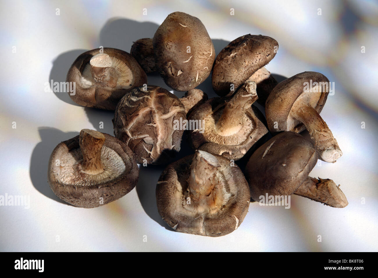 Shiitake mushroom hi-res stock photography and images - Alamy