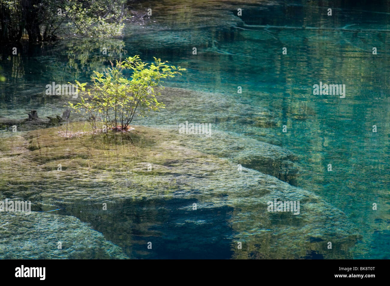 A tree grows on an island of vegetation that forms on floating tree ...