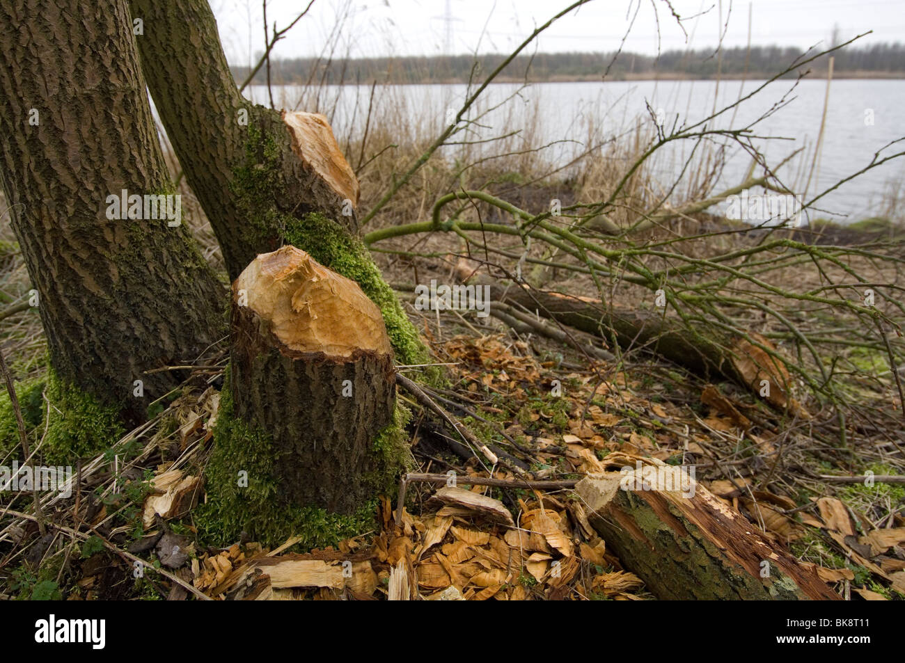 European beaver tracks in landscape Stock Photo - Alamy