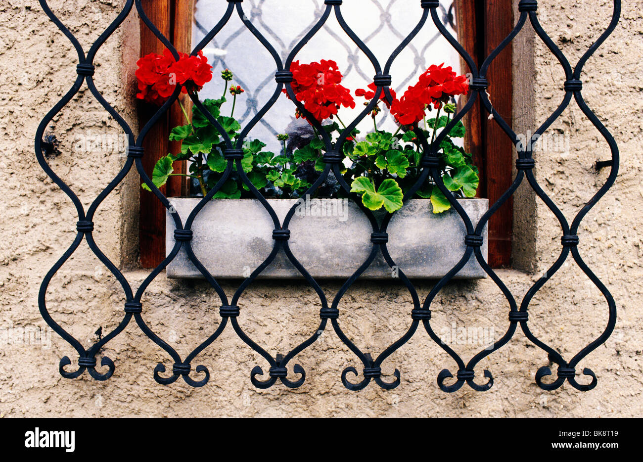 Red Geranium flowers growing in a window box, Tyrol Region, Austria ...