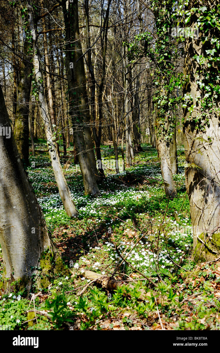 wild spring flowers growing in secluded woodland Stock Photo - Alamy
