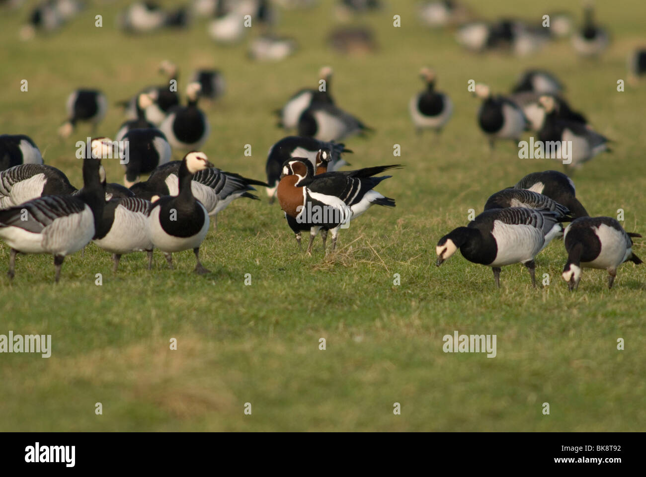 Red-breasted Geese with Barnacle Geese Stock Photo - Alamy