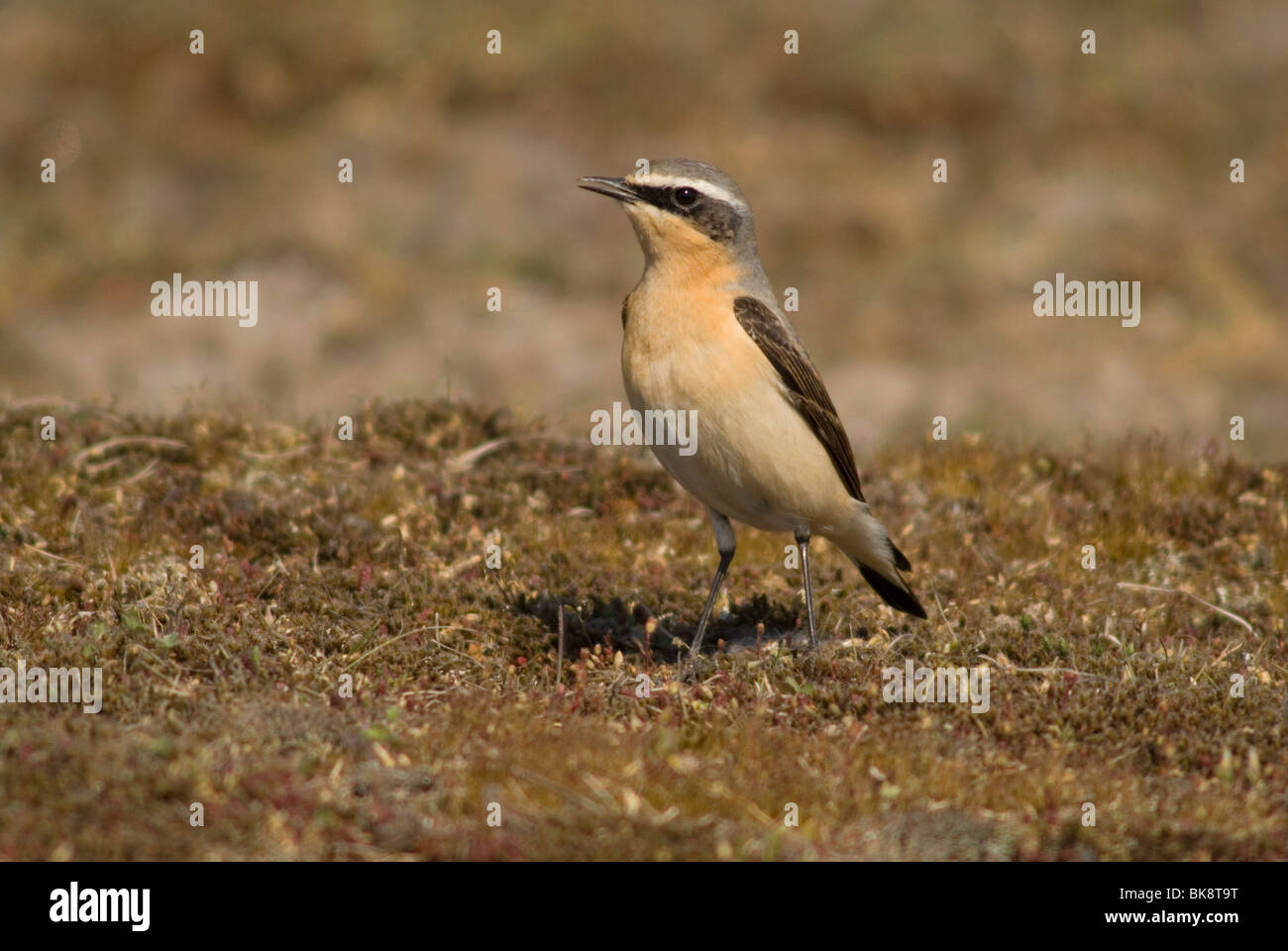 Breeding male northern wheatear hi-res stock photography and images - Alamy