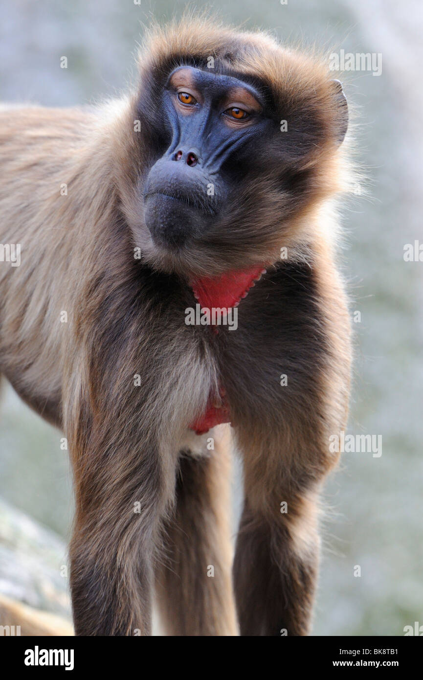 Monkeys Theropithecus Gelada High Resolution Stock Photography and ...