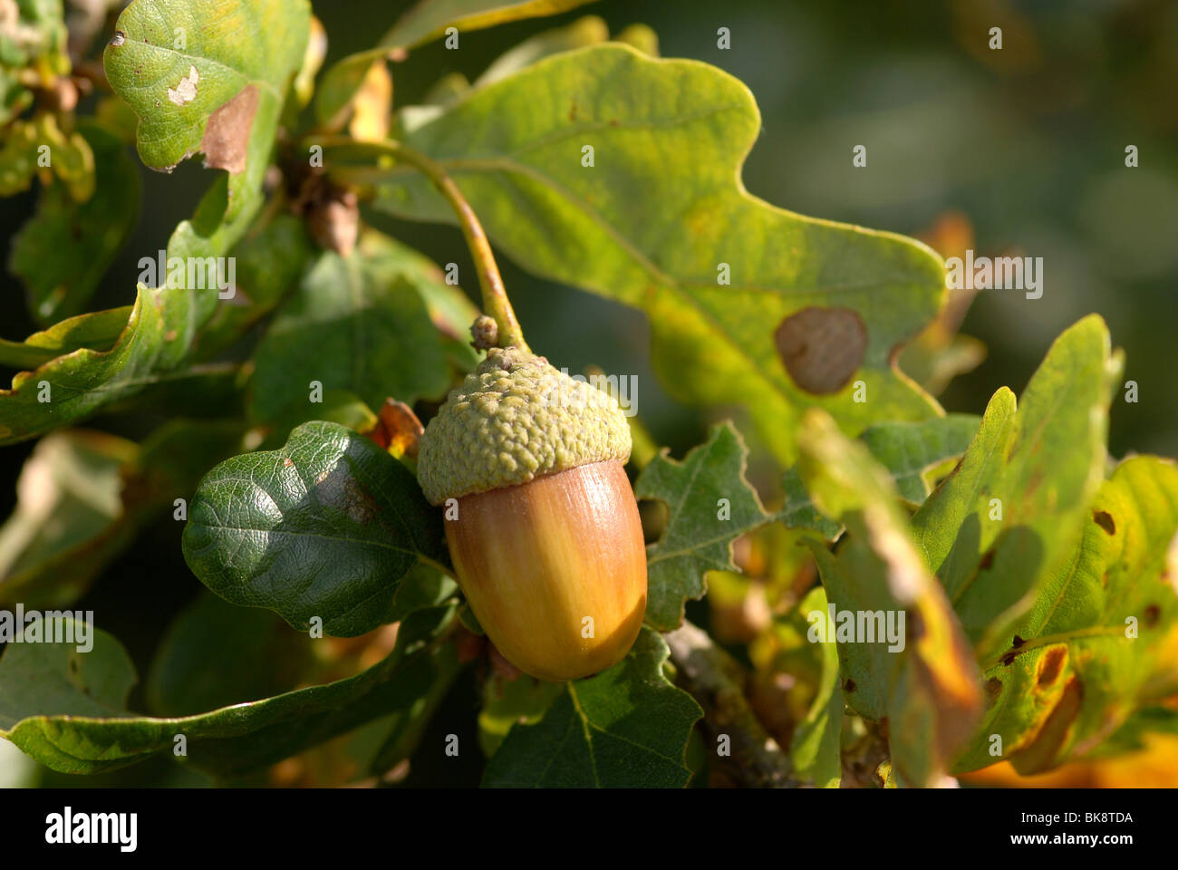 Oak tree and acorn Stock Photo - Alamy