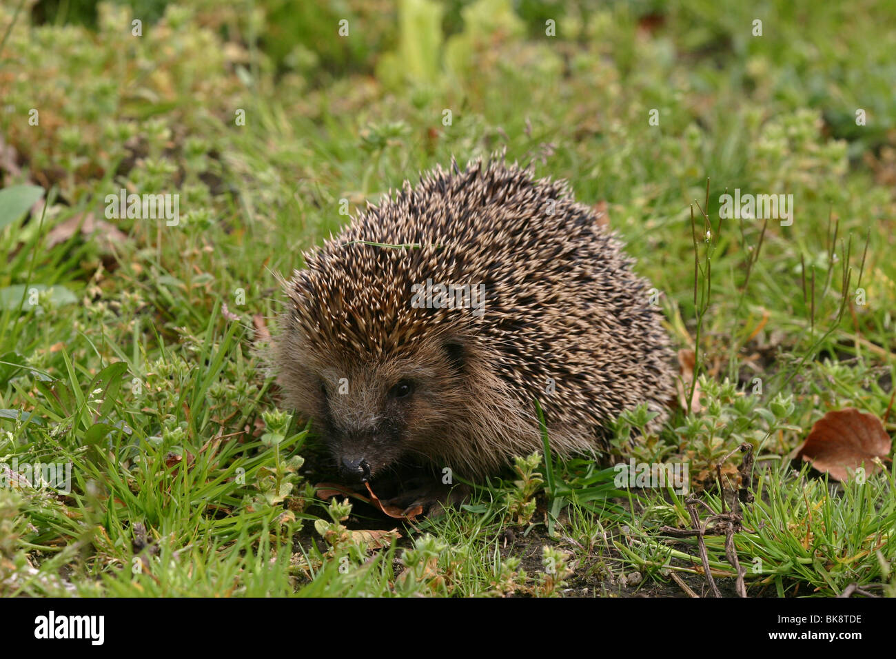 Hedgehog running hi-res stock photography and images - Alamy