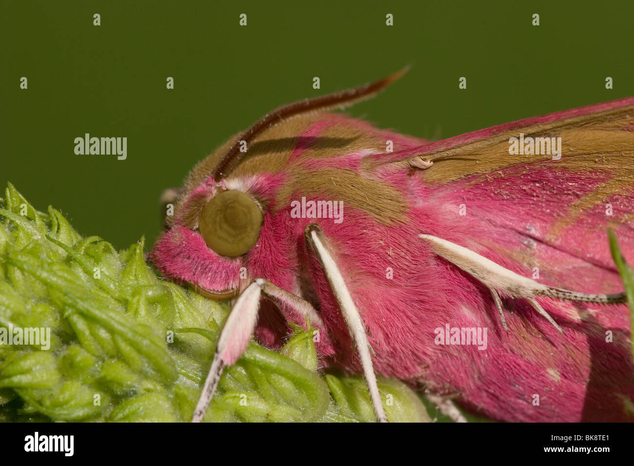 Fuchsia pink elephant hi-res stock photography and images - Alamy