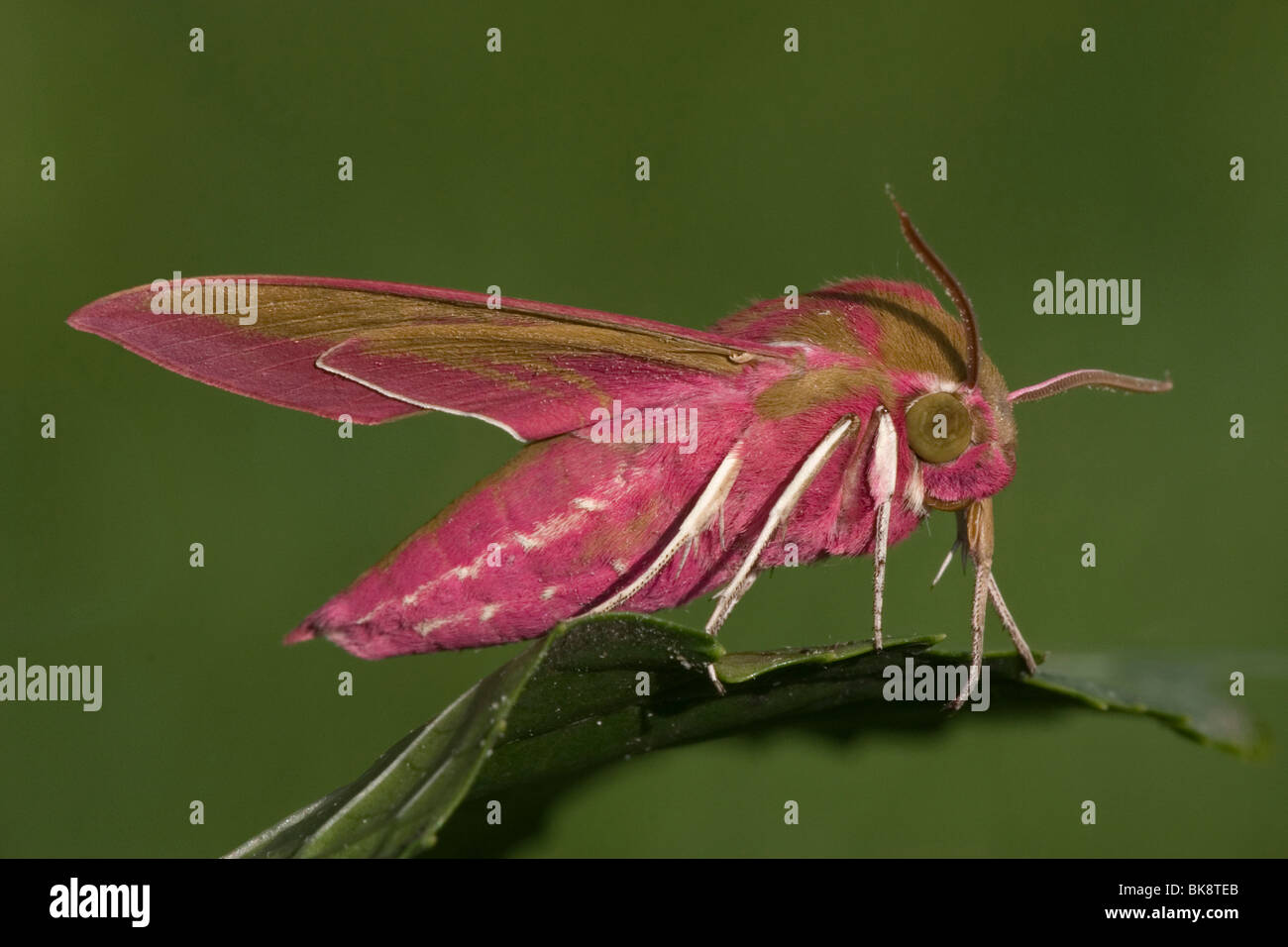 Fuchsia pink elephant hi-res stock photography and images - Alamy