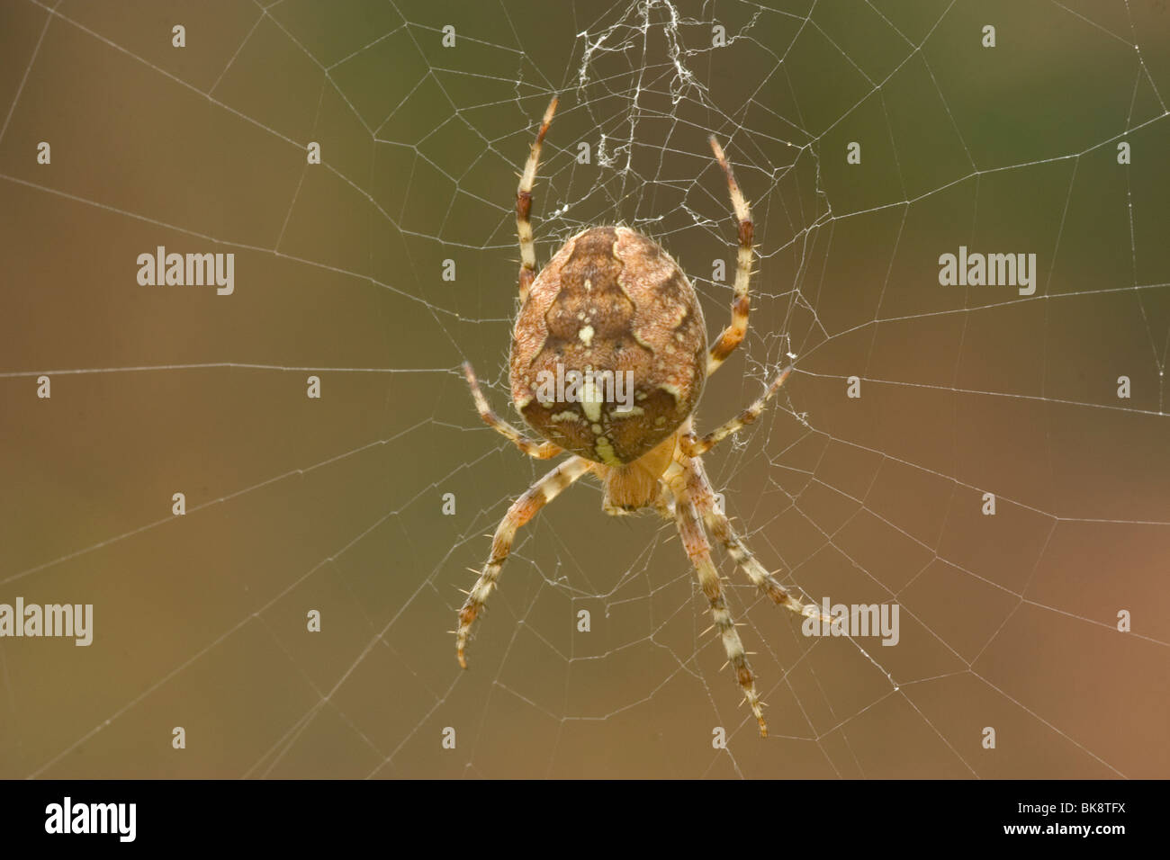 Spider hanging hi-res stock photography and images - Alamy