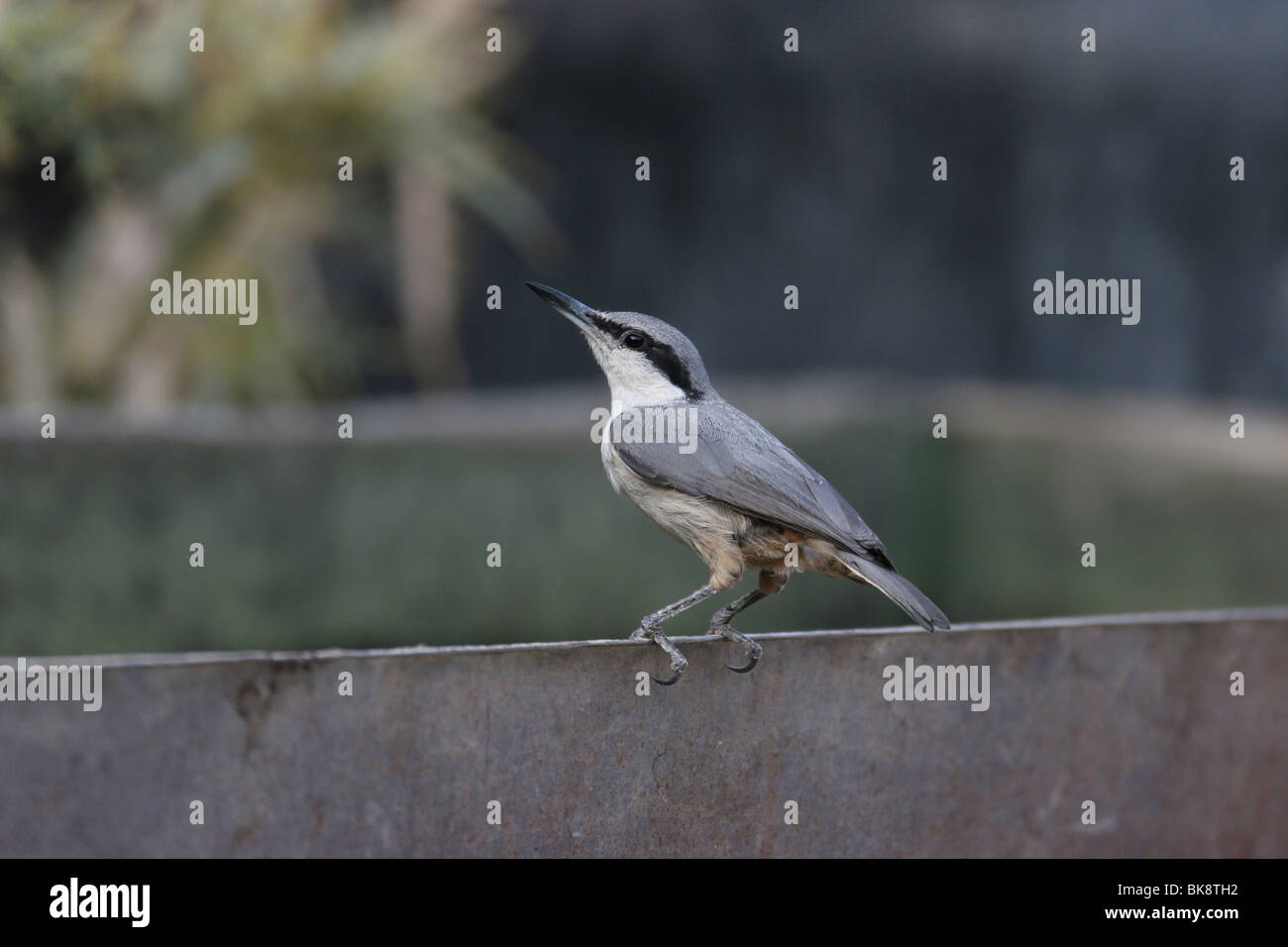 Western rock nuthatch hi-res stock photography and images - Alamy