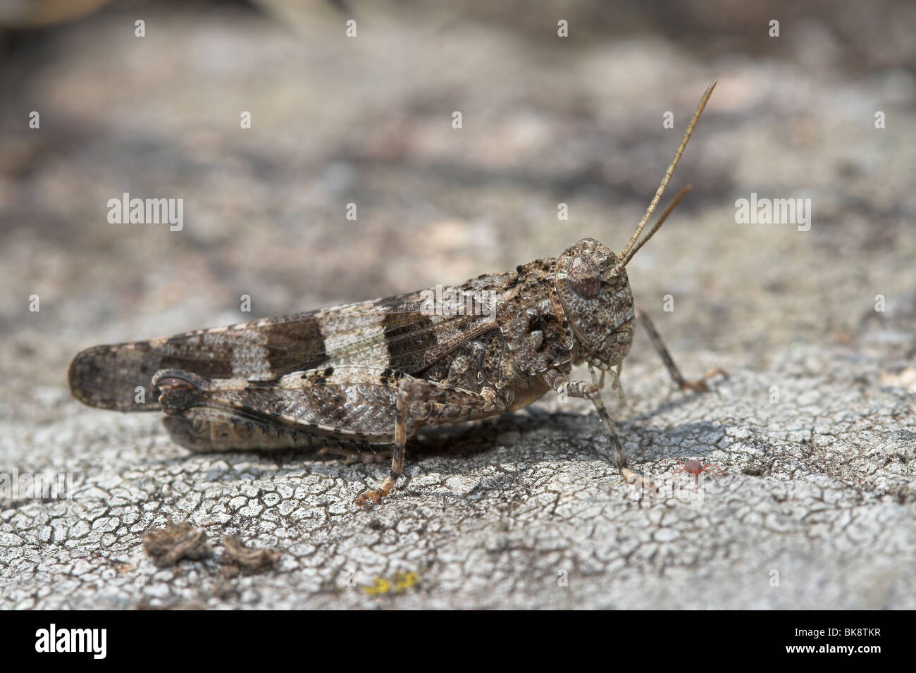 Blue-winged grasshopper side view Stock Photo - Alamy