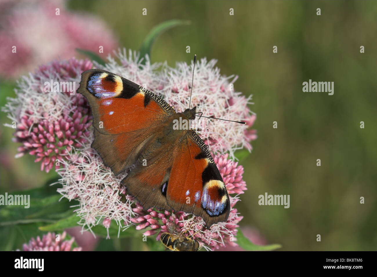 Upperwing view hi-res stock photography and images - Alamy