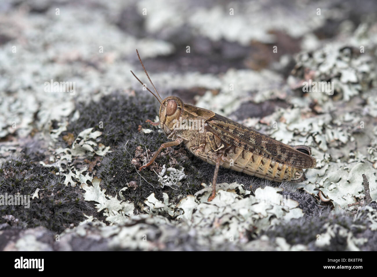 Locust side view hi-res stock photography and images - Alamy