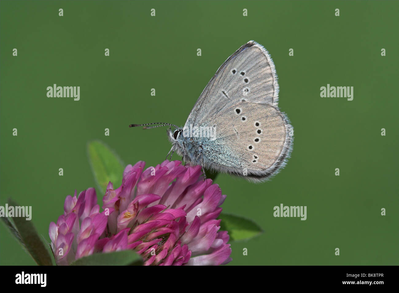 Mazarine Blue underwing view Stock Photo - Alamy