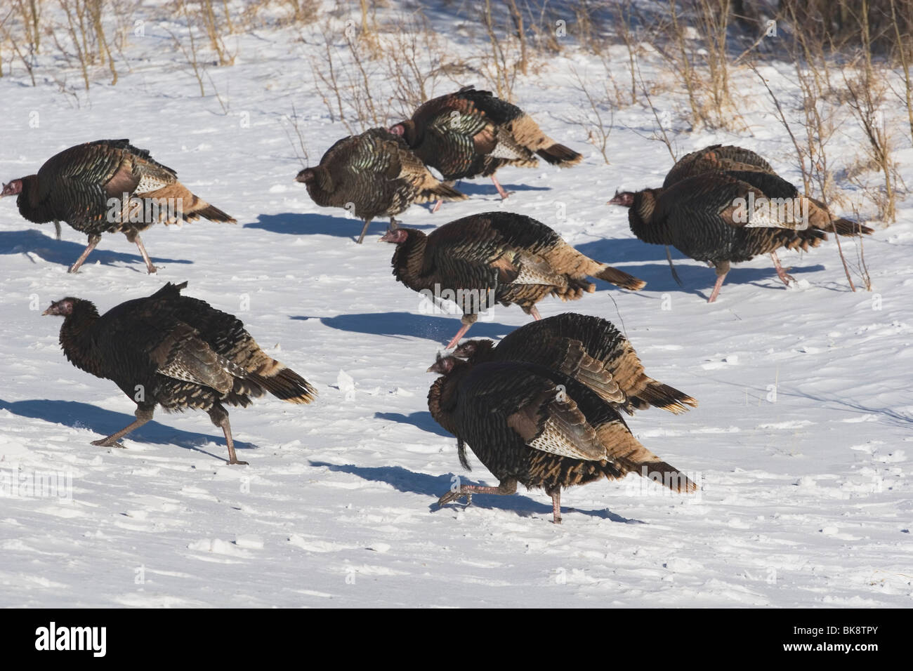 Birds Walking In The Snow Stock Photo - Alamy
