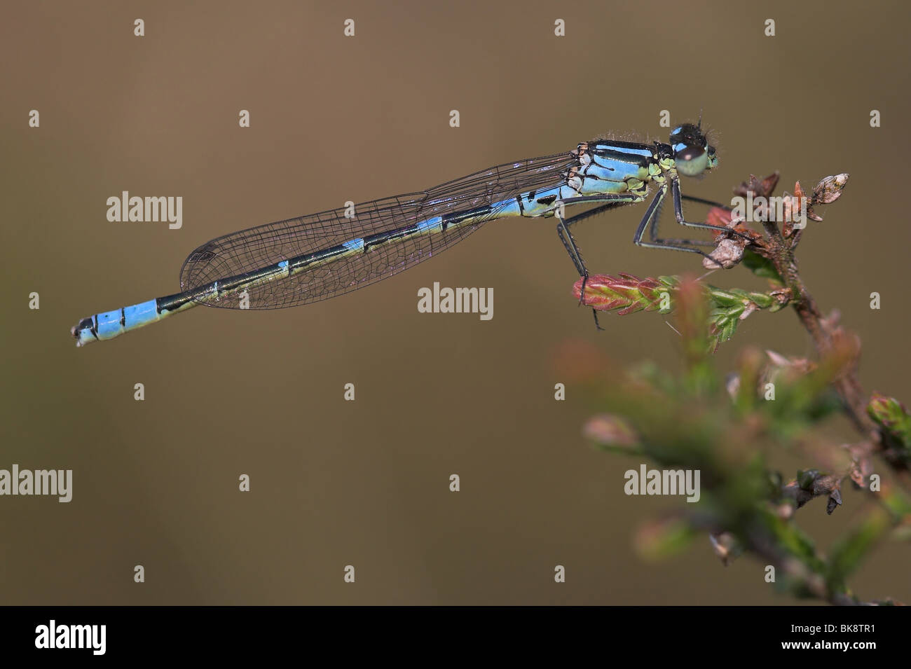 Irish Damselfly male side view Stock Photo - Alamy