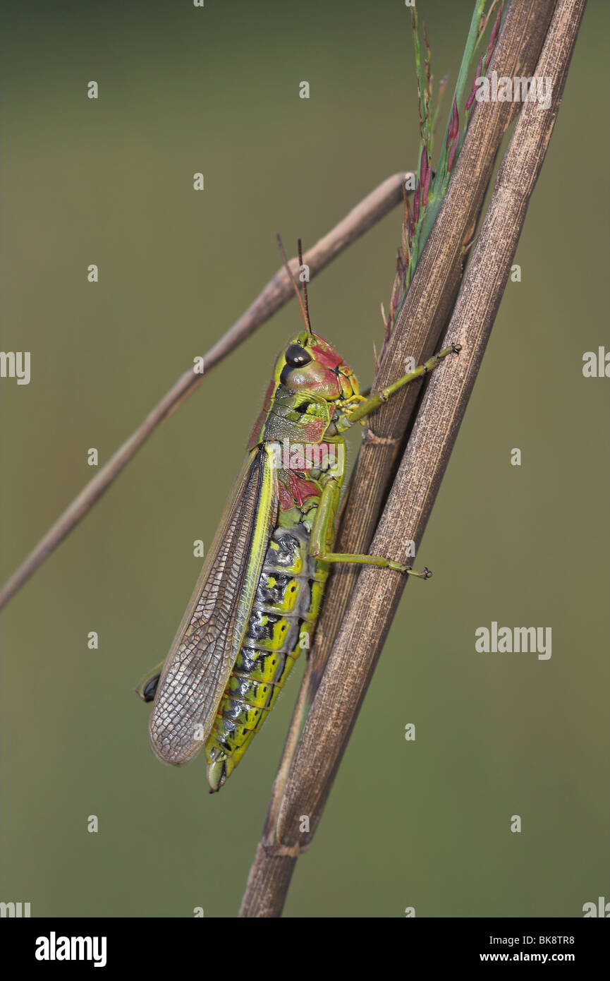 Large Marsh Grasshopper female side view Stock Photo - Alamy