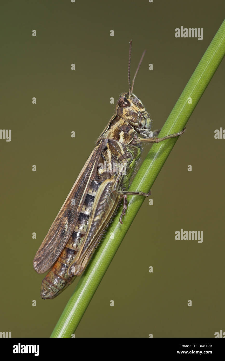 Grasshopper side view hi-res stock photography and images - Alamy