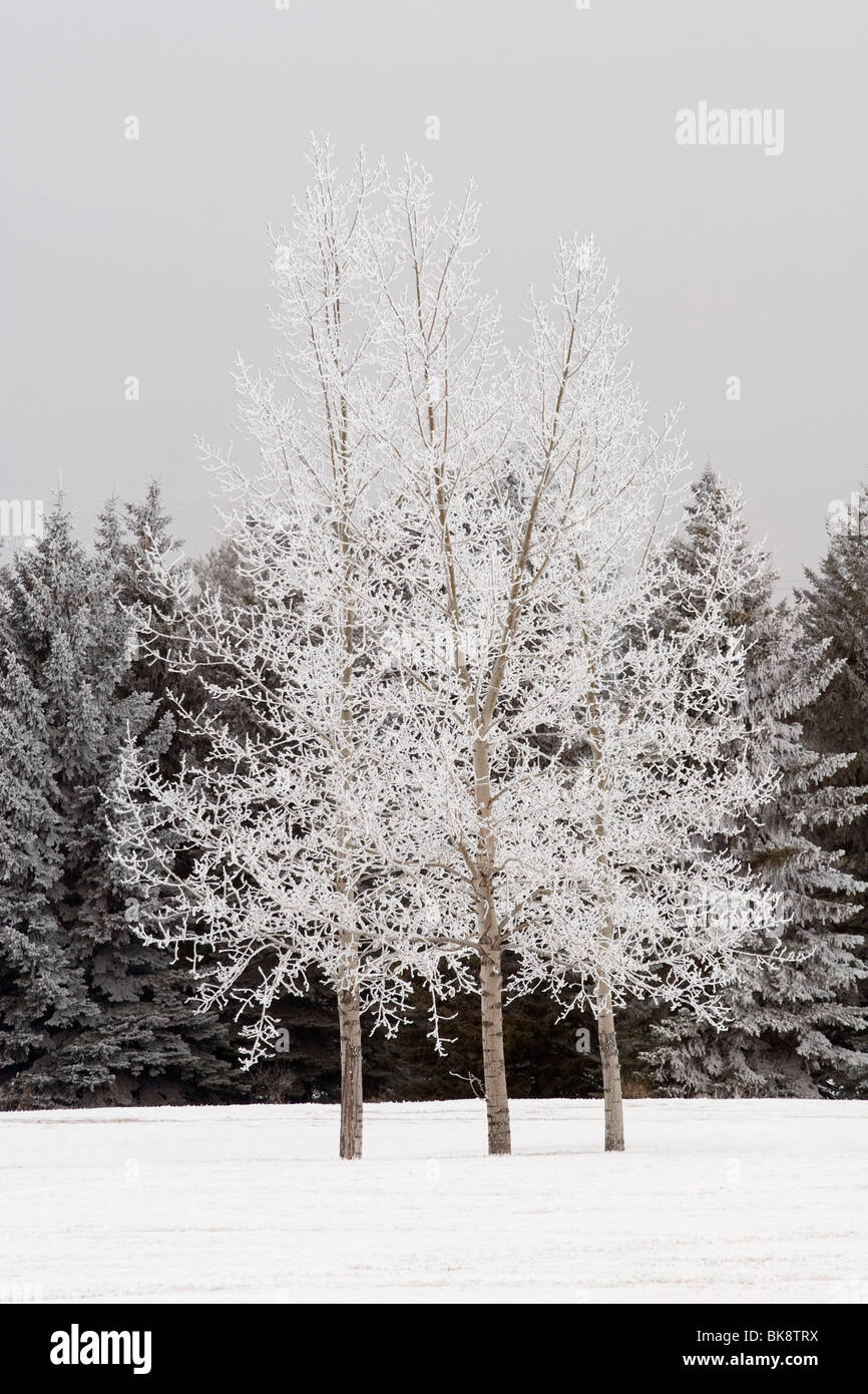 Frost On Trees Stock Photo - Alamy