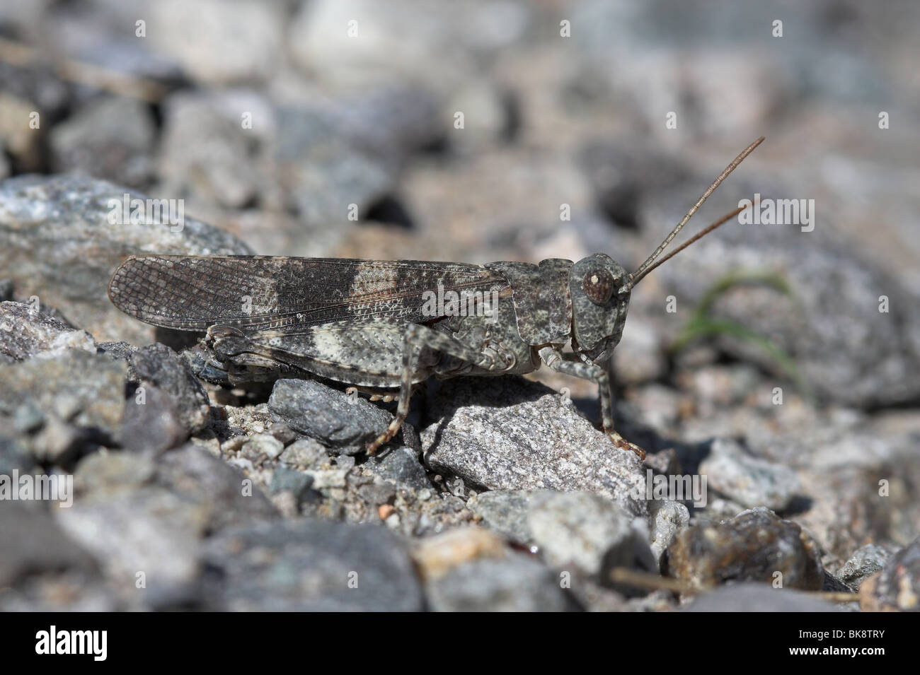 Red winged grasshopper hi-res stock photography and images - Alamy