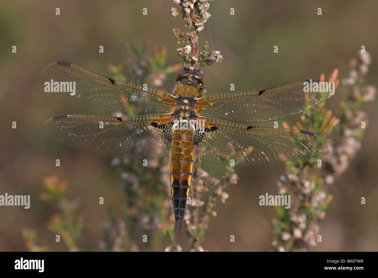 Four-spotted Chaser upperwing view Stock Photo - Alamy