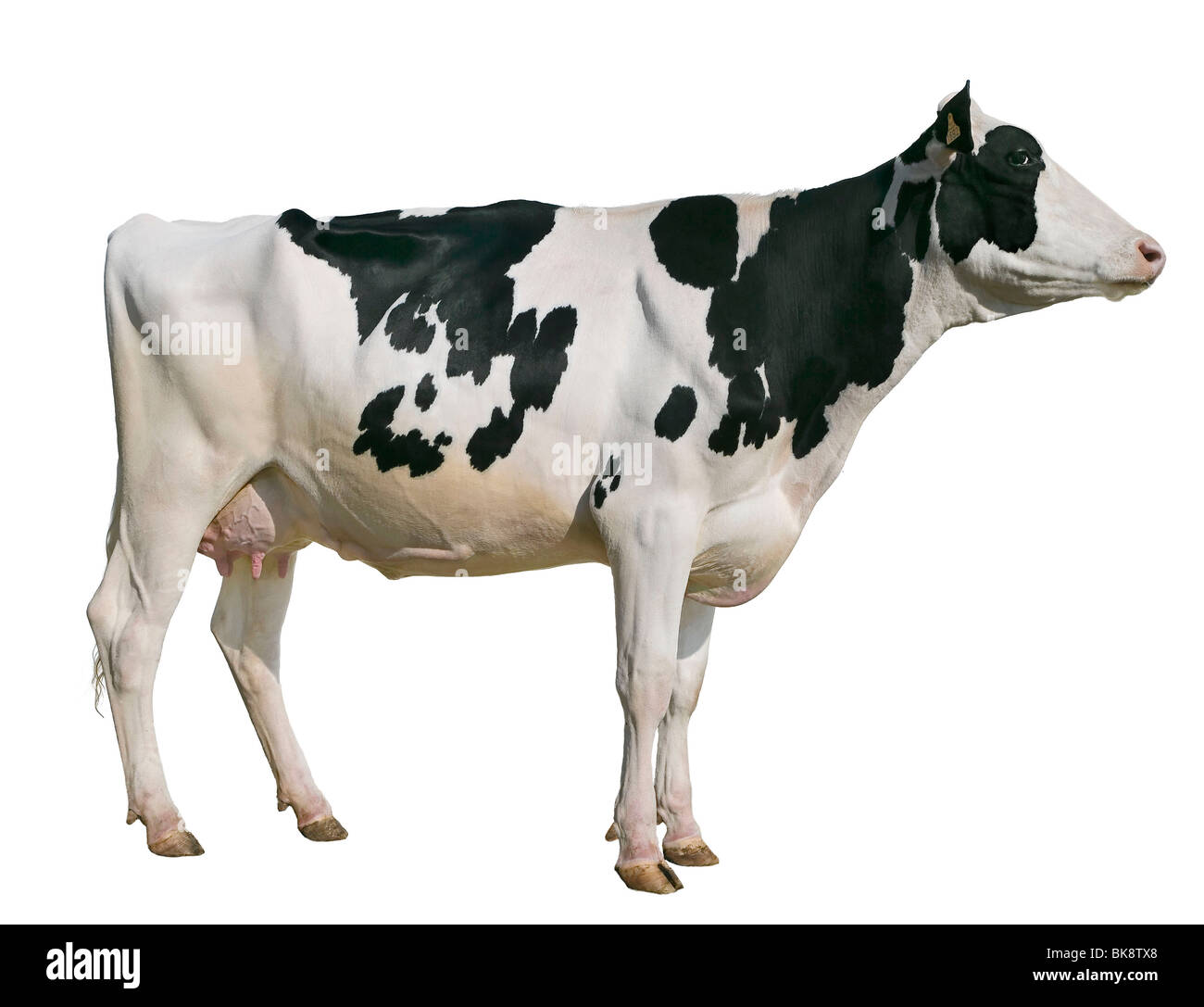 Holstein Cow Photo High Resolution Stock Photography and Images - Alamy