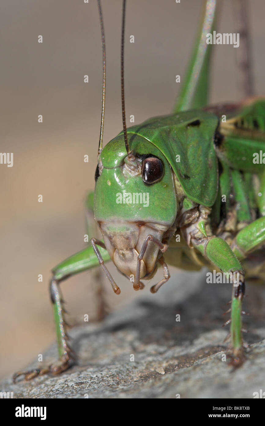 Wart-biter close-up head Stock Photo - Alamy