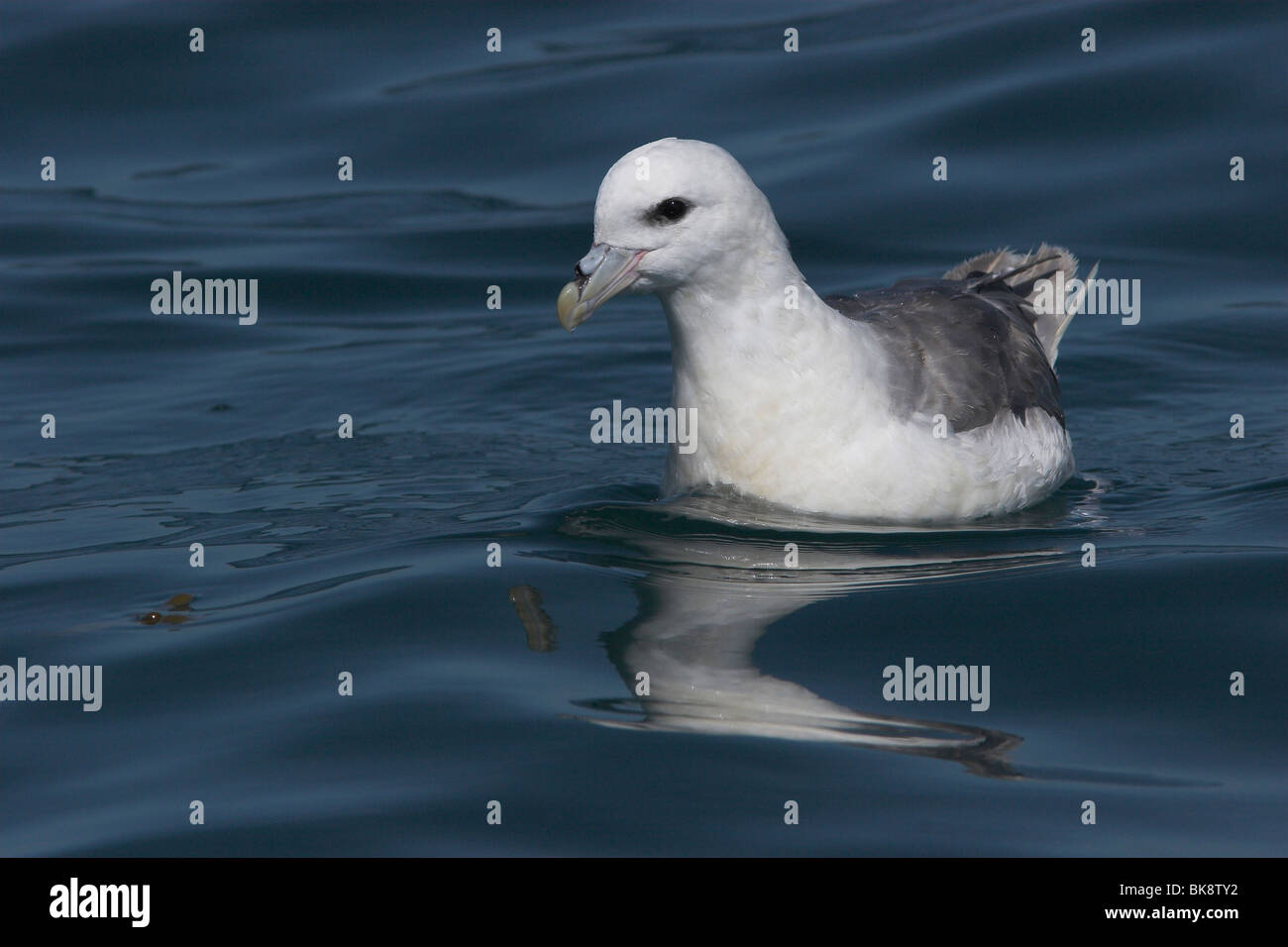 Noordse Stormvogel zwemmend, Swimming Fulmar Stock Photo - Alamy