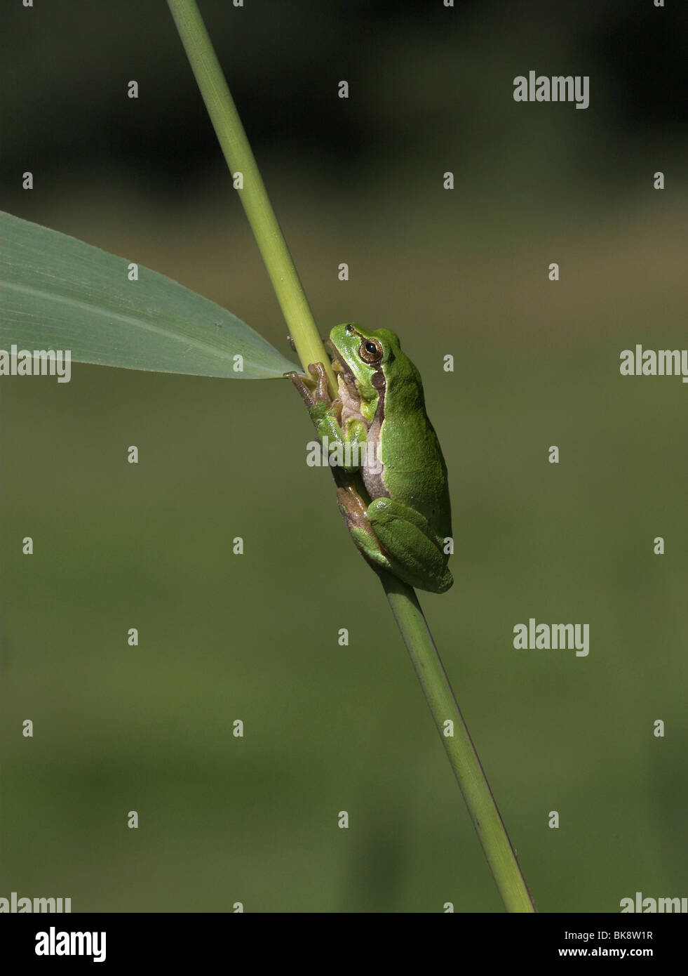Common Tree Frog Stock Photo - Alamy