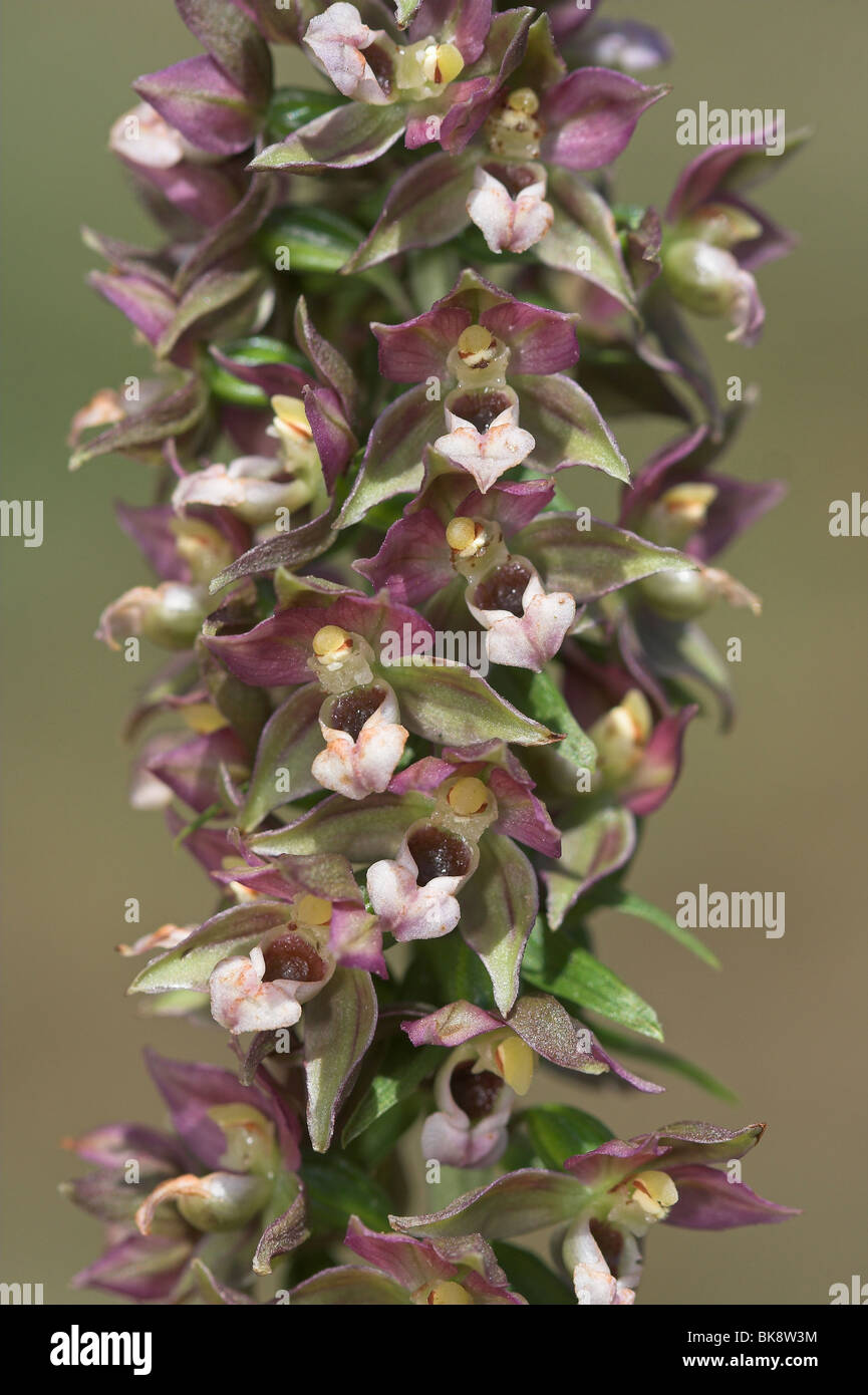 Broad leaved helleborine wasp hi-res stock photography and images - Alamy