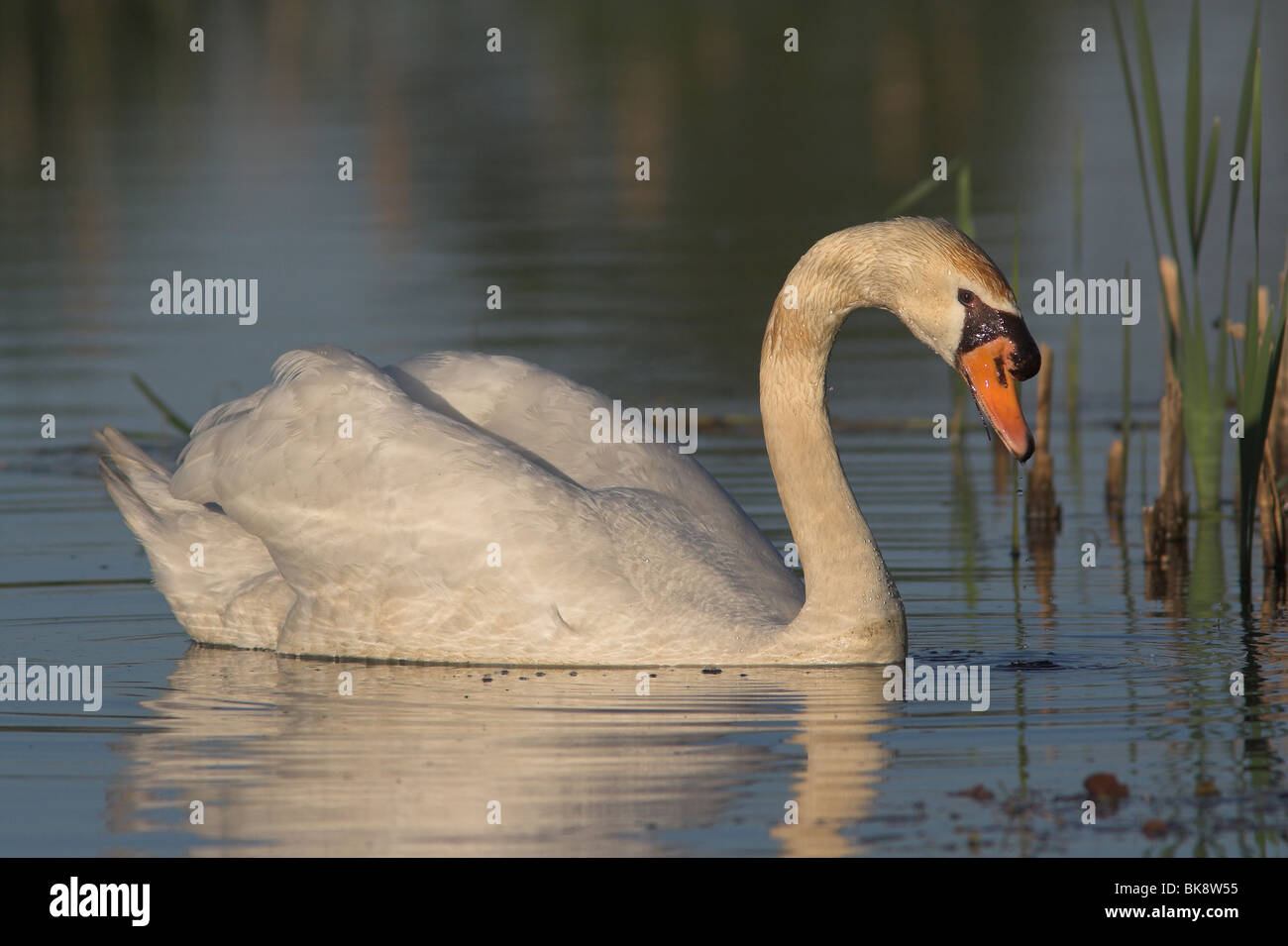 Side view of swan hi-res stock photography and images - Alamy