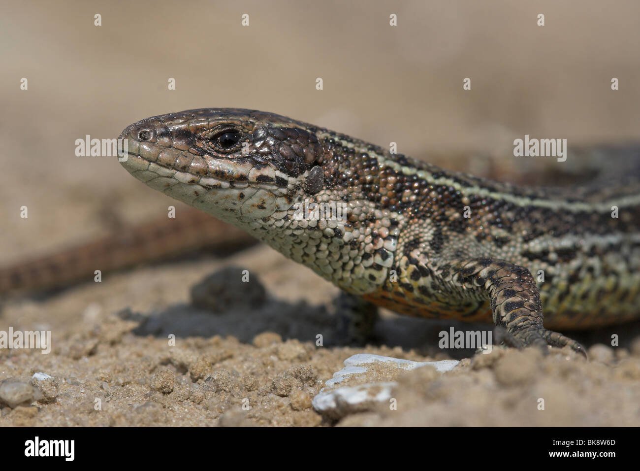 Common lizard side view Stock Photo - Alamy