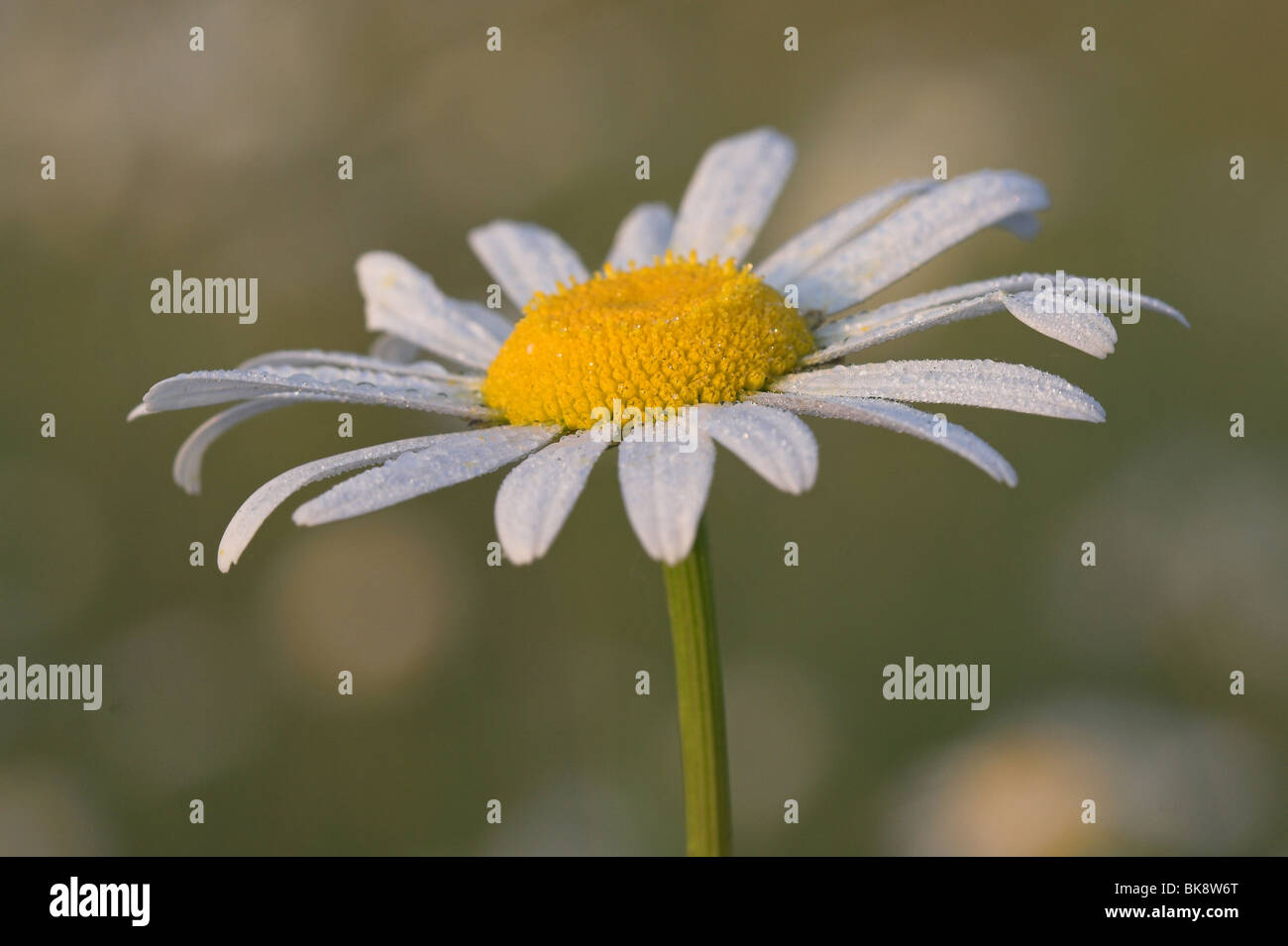 Ox-eye daisy flower Stock Photo - Alamy