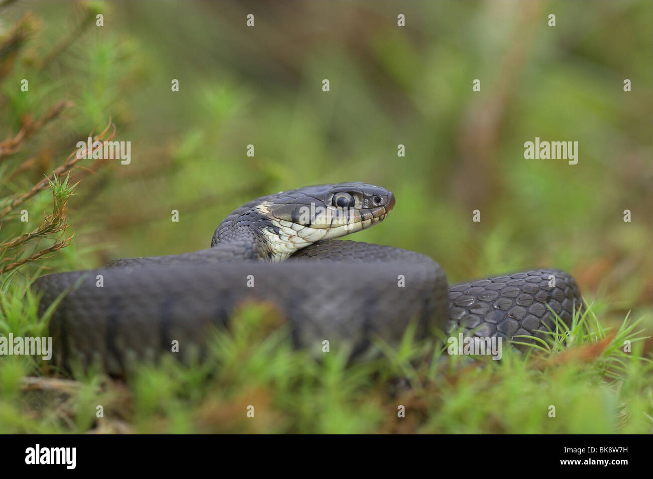 Grass Snake side view Stock Photo - Alamy