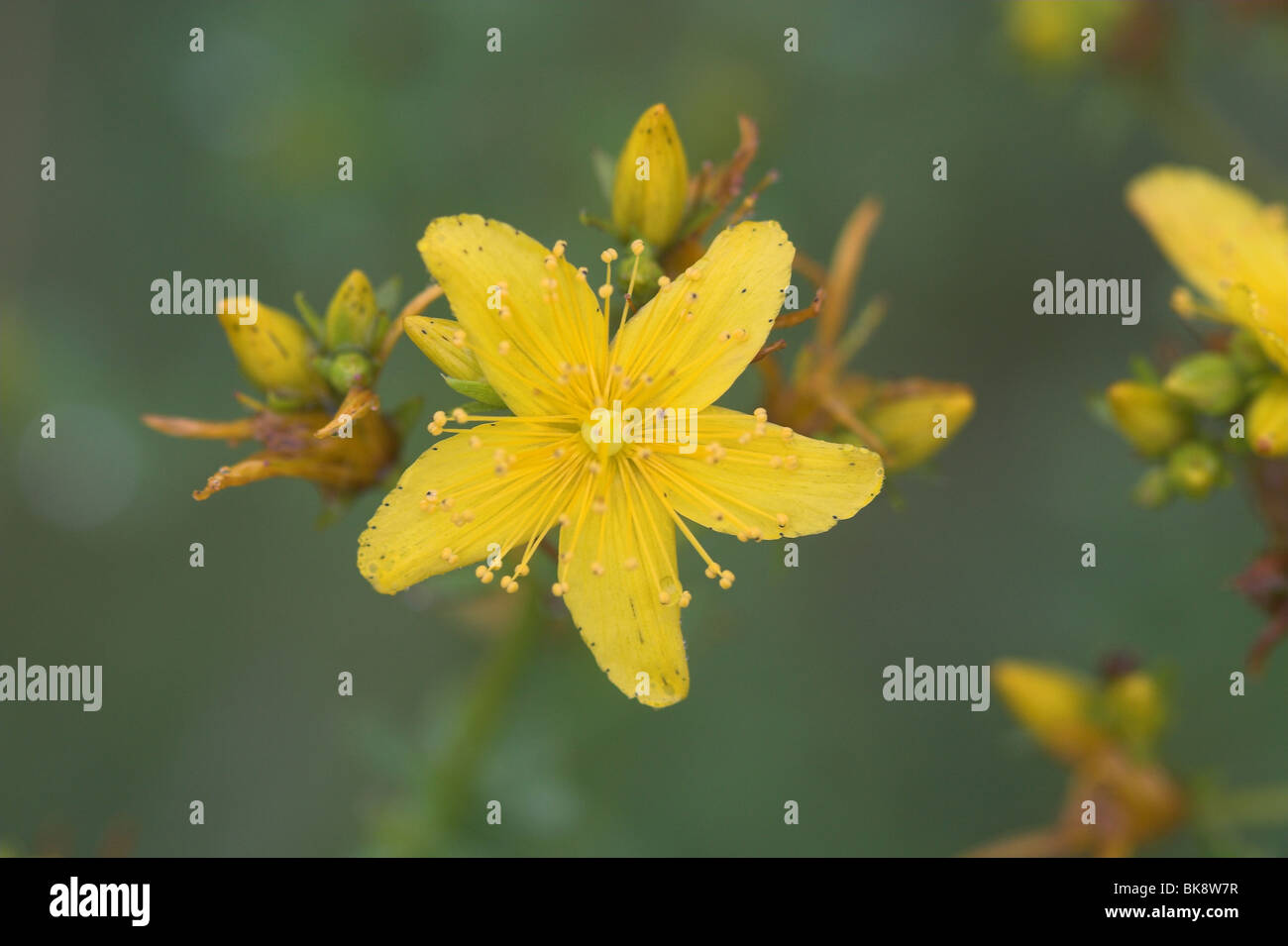 St. John's Wort flower Stock Photo - Alamy