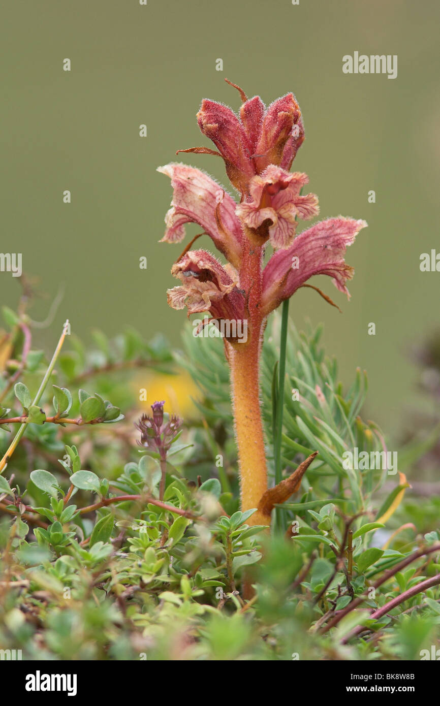 Thyme broomrape orobanche alba hi-res stock photography and images - Alamy