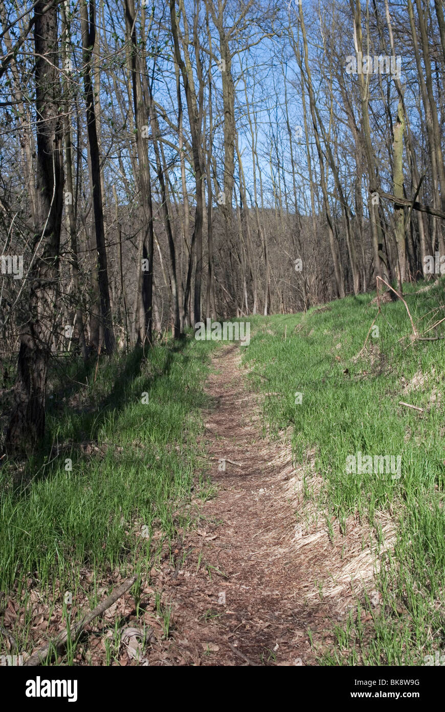 footpath in the forest Stock Photo - Alamy