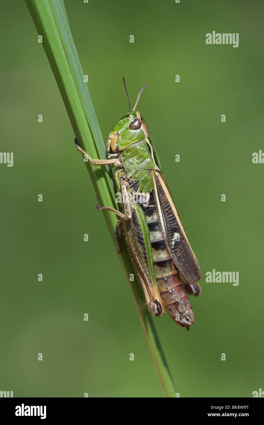 Stripe-winged Grasshopper side view Stock Photo - Alamy