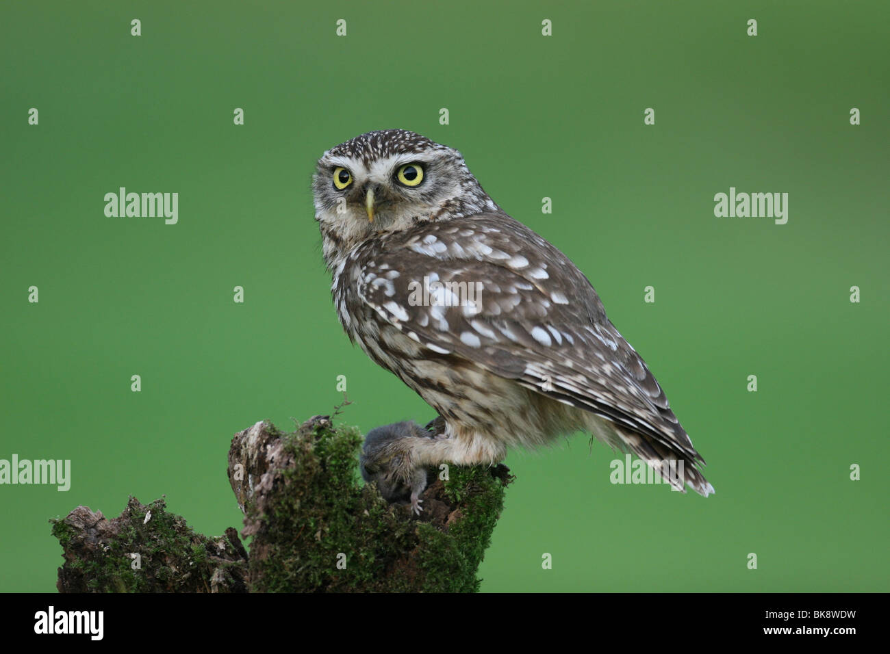 Little owl with a mouse Stock Photo - Alamy