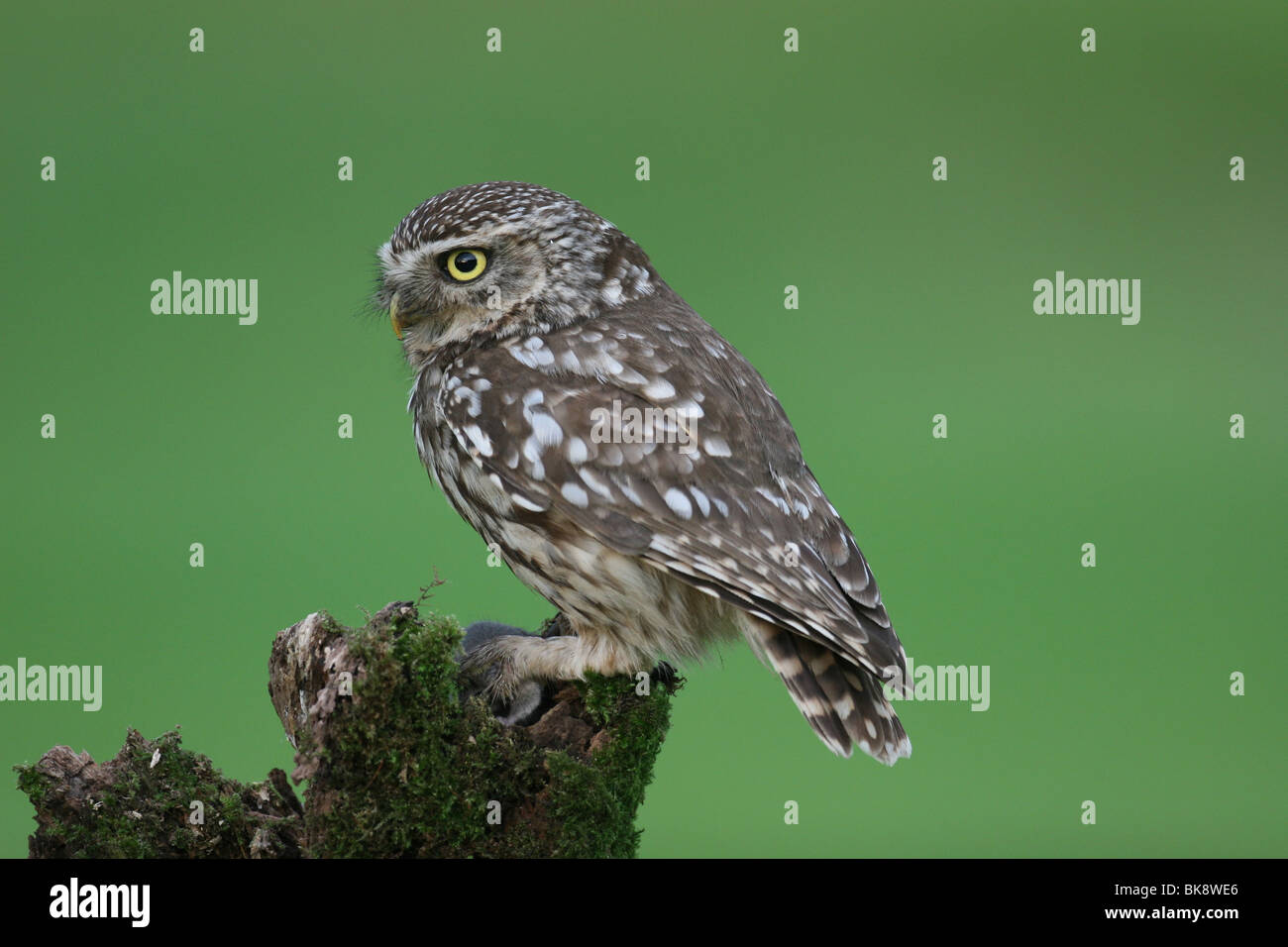 Little owl with a mouse Stock Photo - Alamy