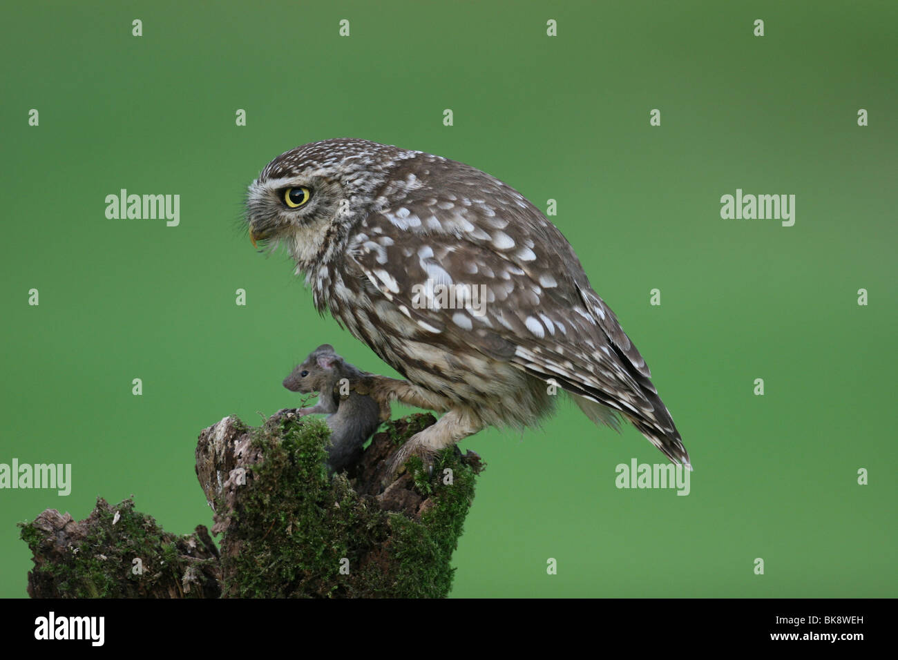 Little owl with a mouse Stock Photo - Alamy