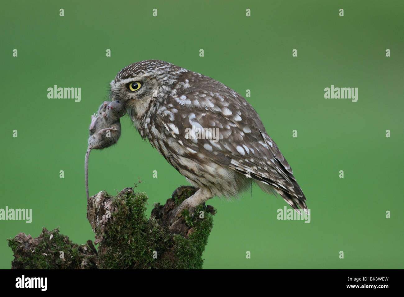 Little owl with a mouse Stock Photo - Alamy