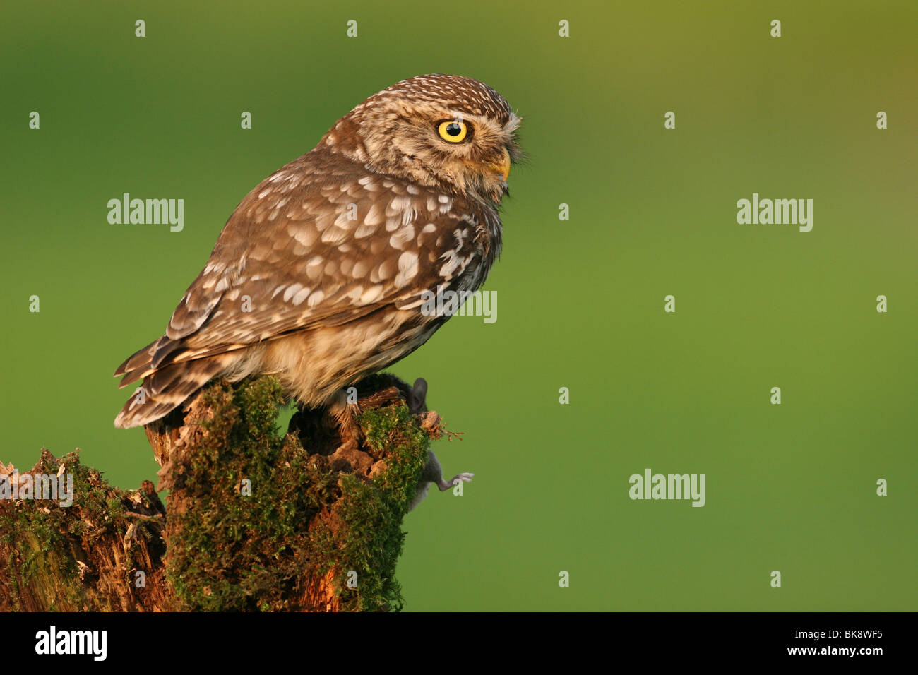 Little owl with a mouse Stock Photo - Alamy