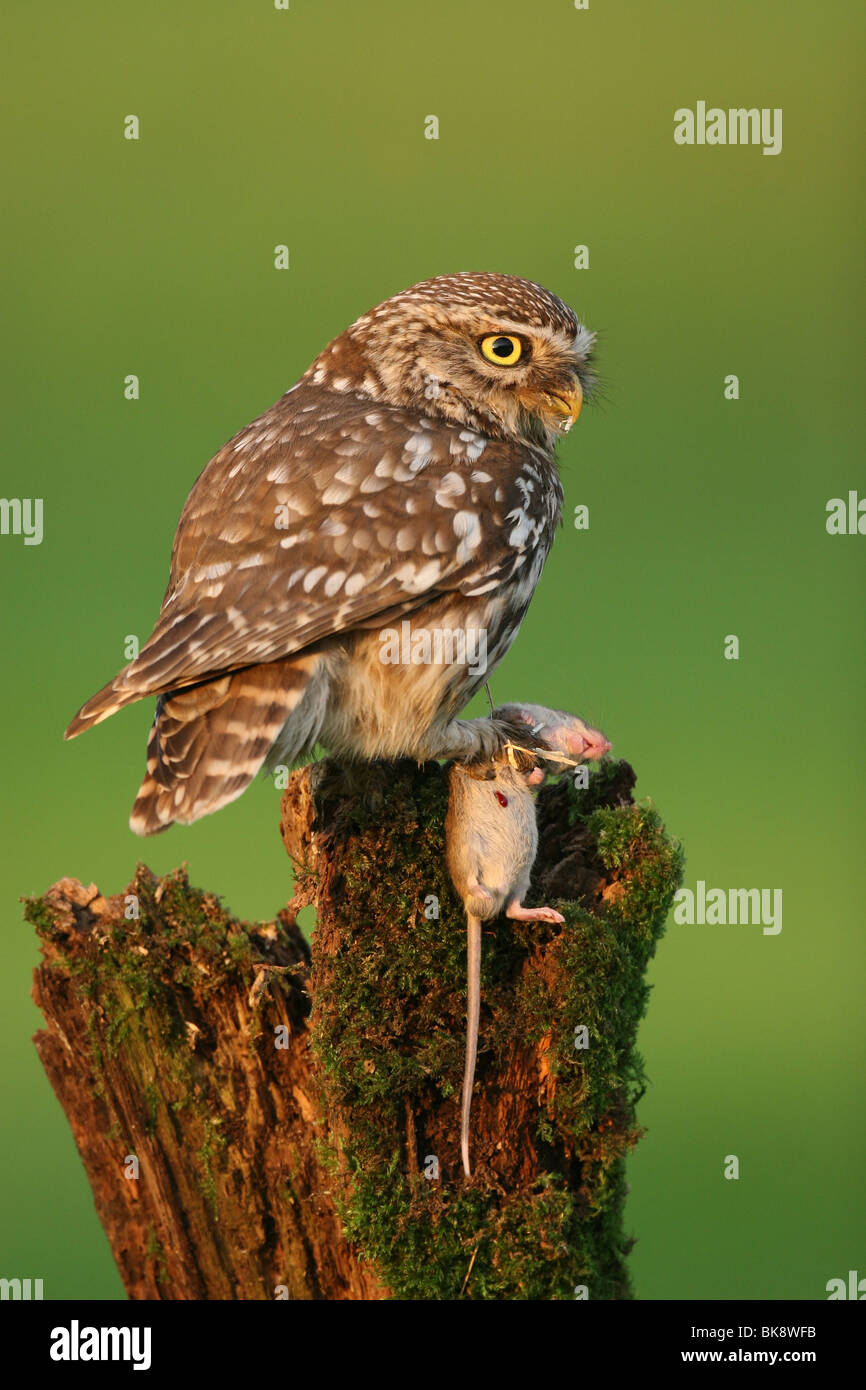 Little owl with a mouse Stock Photo - Alamy